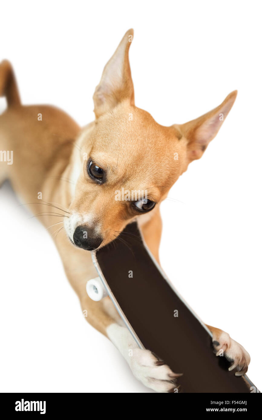 Cute dog chewing on skateboard toy Stock Photo - Alamy