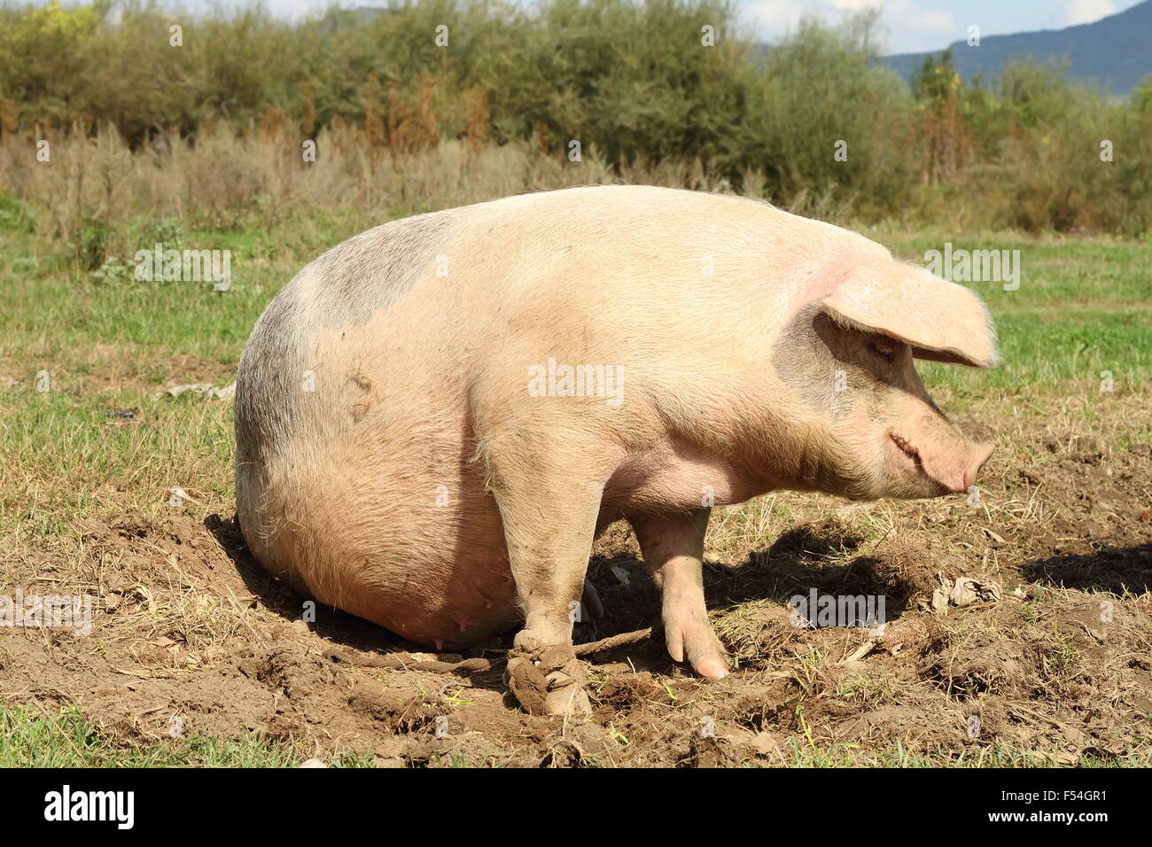 Huge pig farm hi-res stock photography and images - Alamy