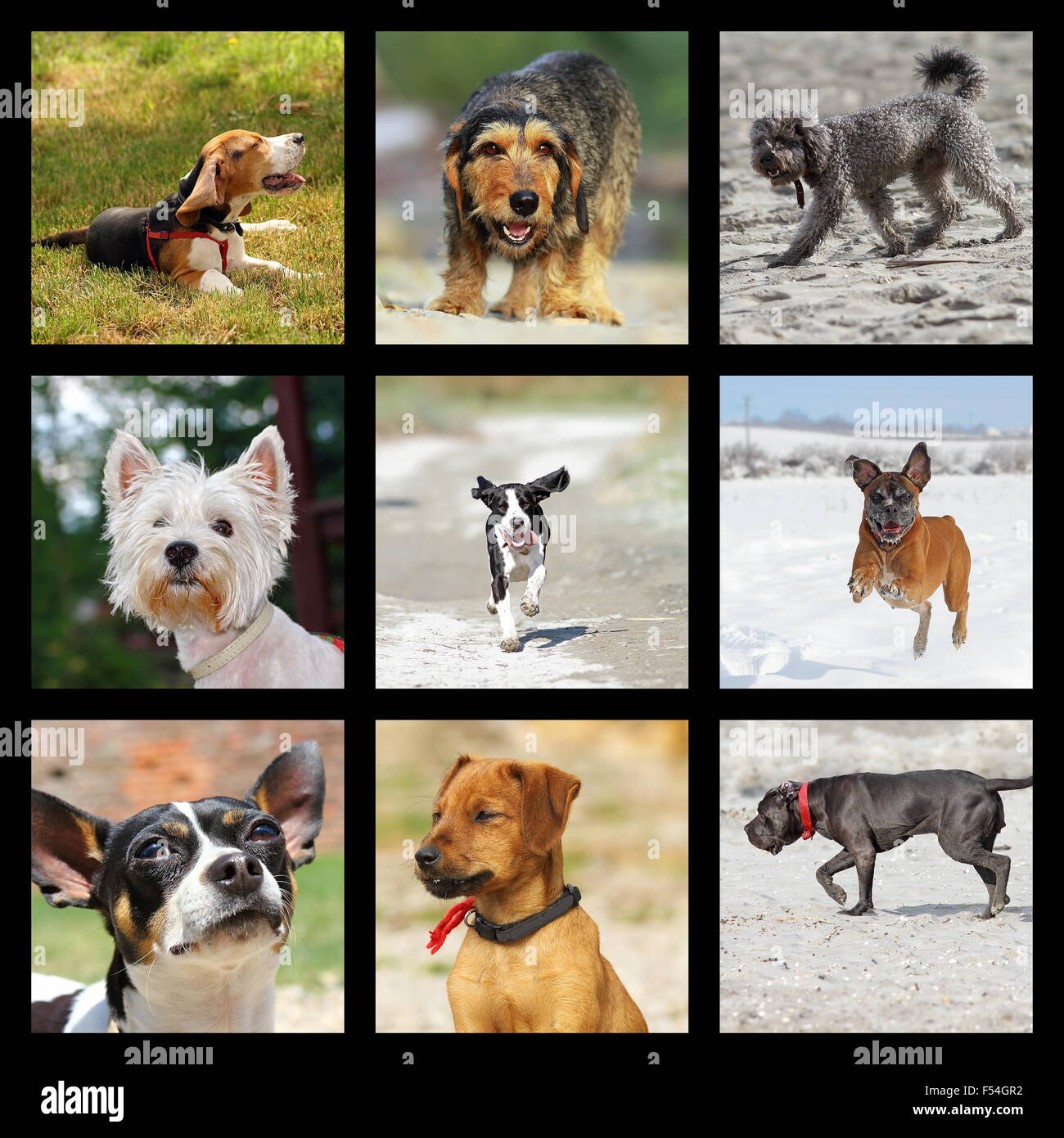 Dogs collection hi-res stock photography and images - Alamy
