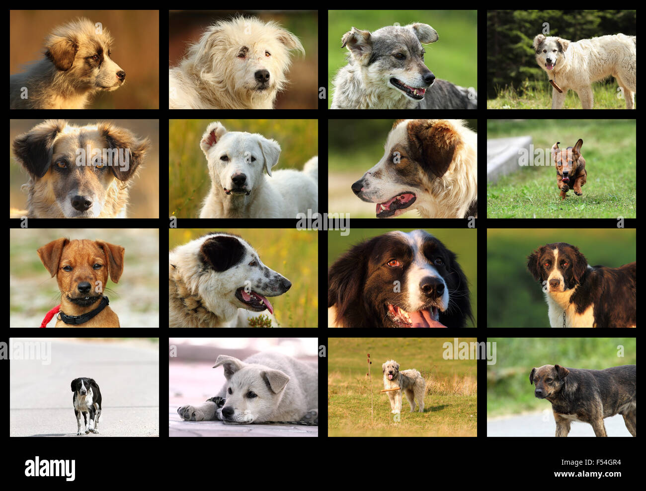What Dog Breeds Are Sold In Romania