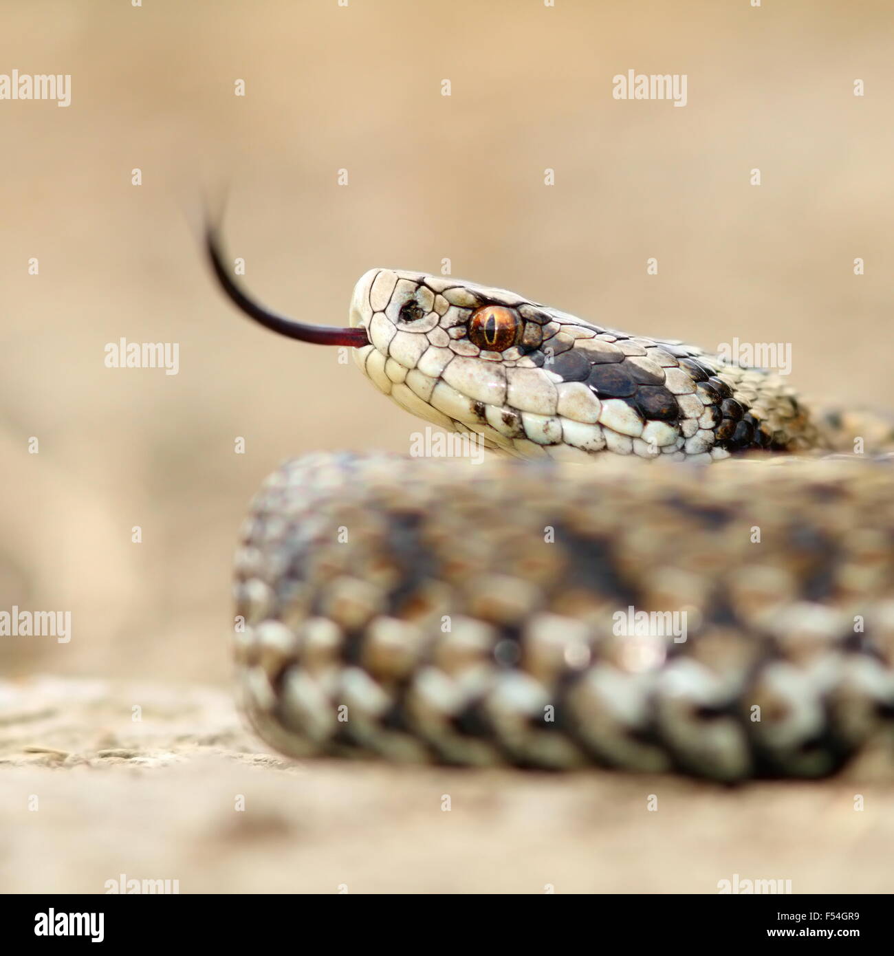 macro image of a meadow viper, Vipera ursinii rakosiensis, elusive ...