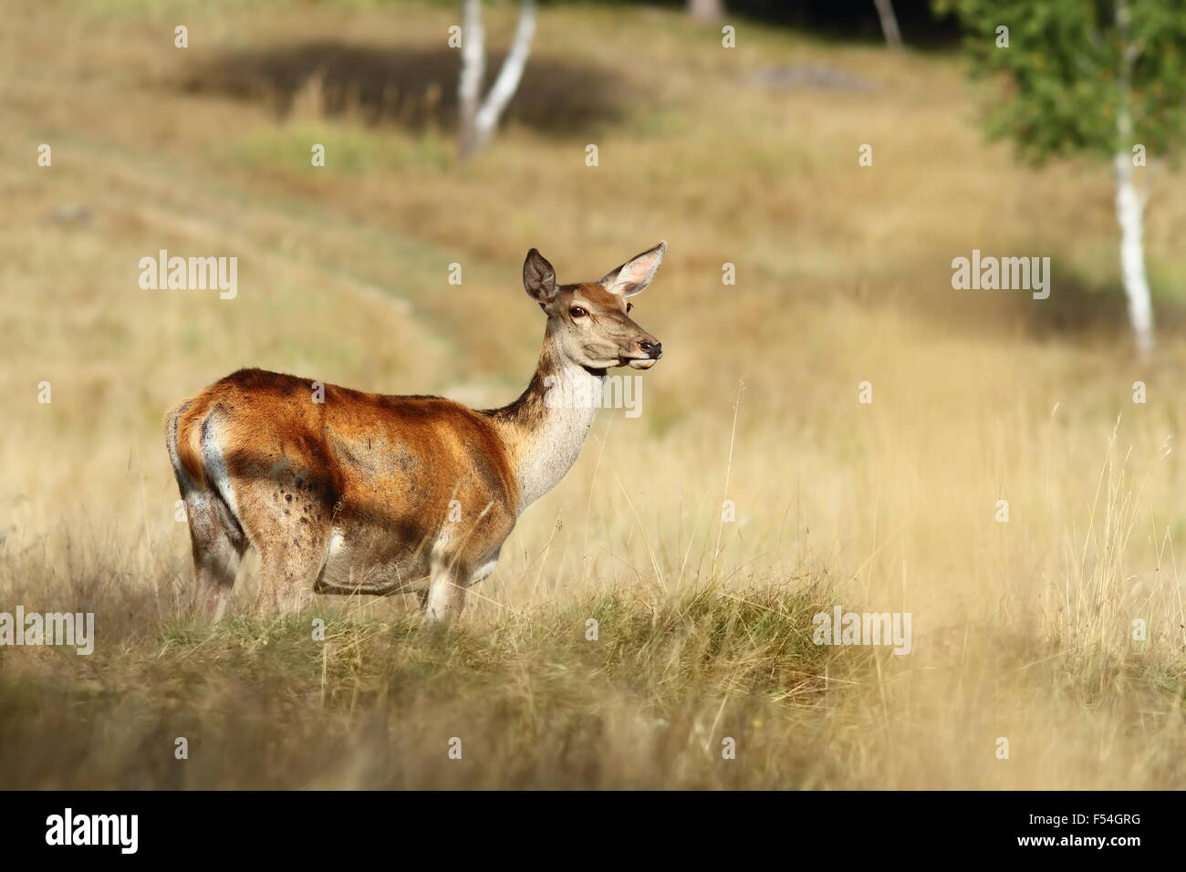 Red deer doe hi-res stock photography and images - Alamy