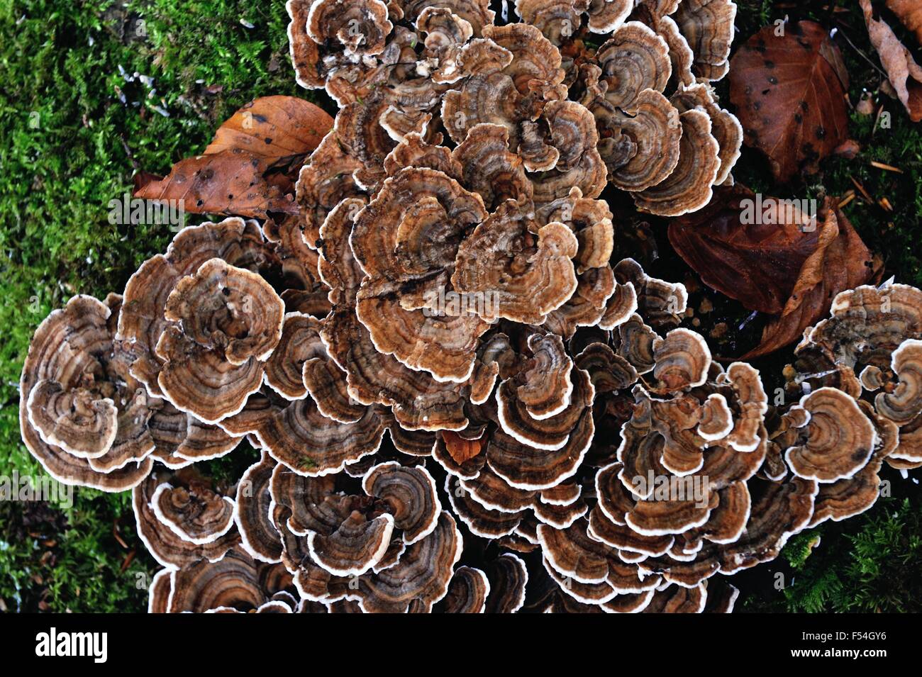 Glasgow, Scotland, UK. 27th Oct, 2015. Fungi patterns in the park ...