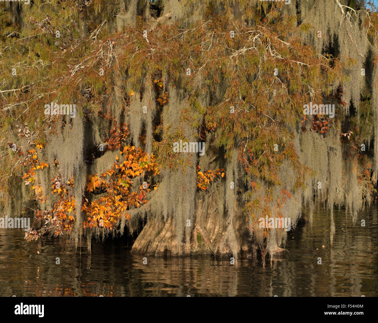 Dauterive Lake Fall Cypress Stock Photo - Alamy