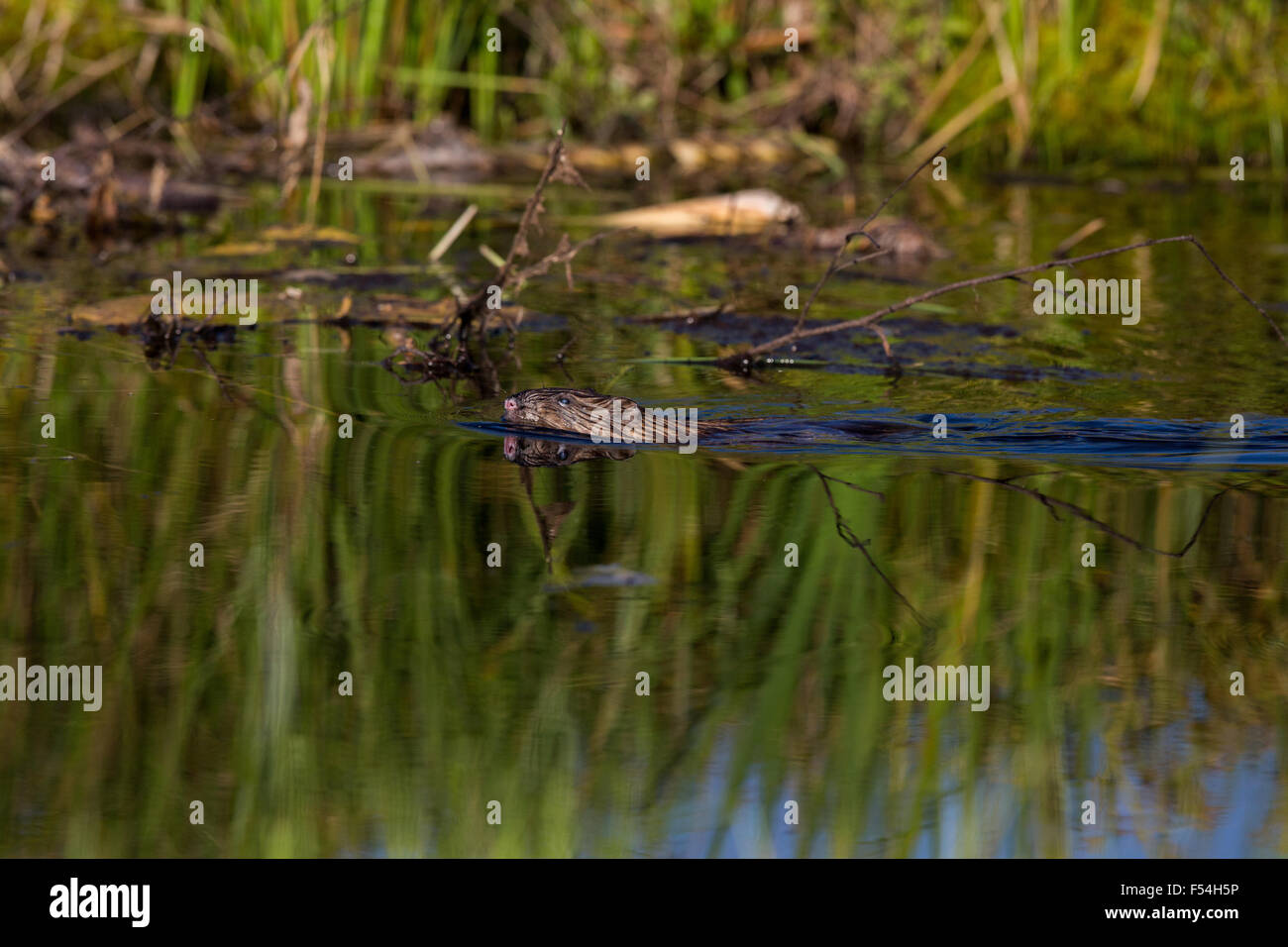 Wisconsin muskrat hi-res stock photography and images - Alamy