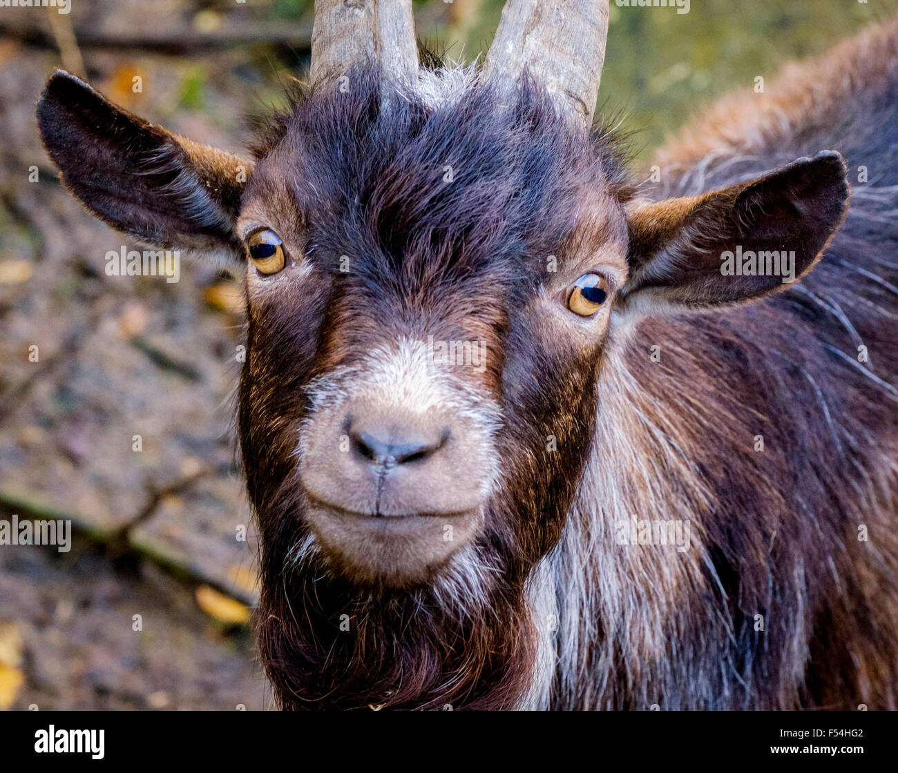 Pygmy portrait hi-res stock photography and images - Alamy