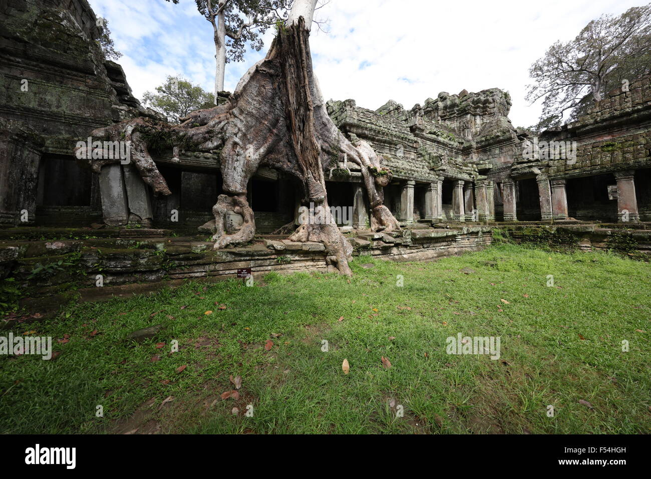 Tree root steps hi-res stock photography and images - Alamy
