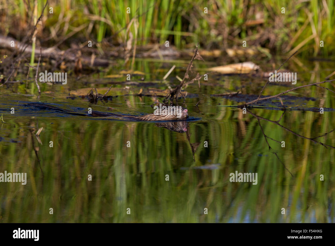 Wisconsin muskrat hi-res stock photography and images - Alamy