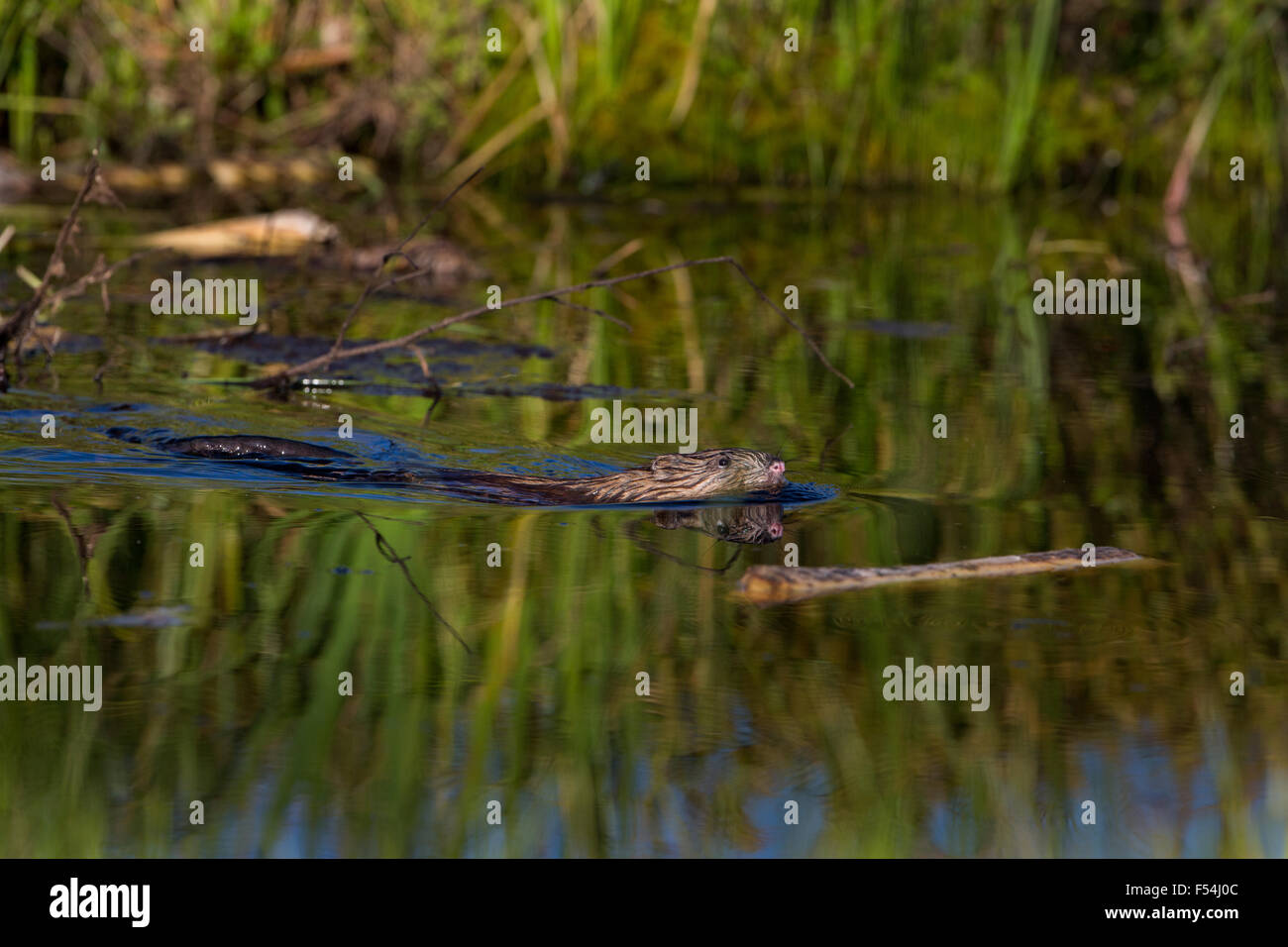 Wisconsin muskrat hi-res stock photography and images - Alamy