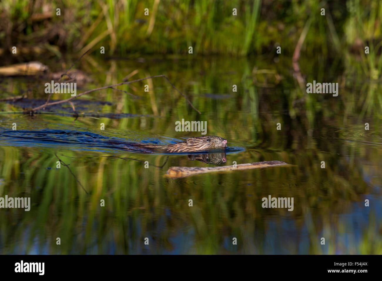 Wisconsin muskrat hi-res stock photography and images - Alamy