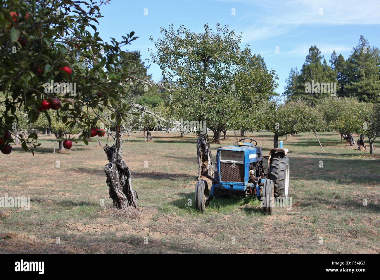 An old antique Ford tractor in an apple orchard Stock Photo - Alamy