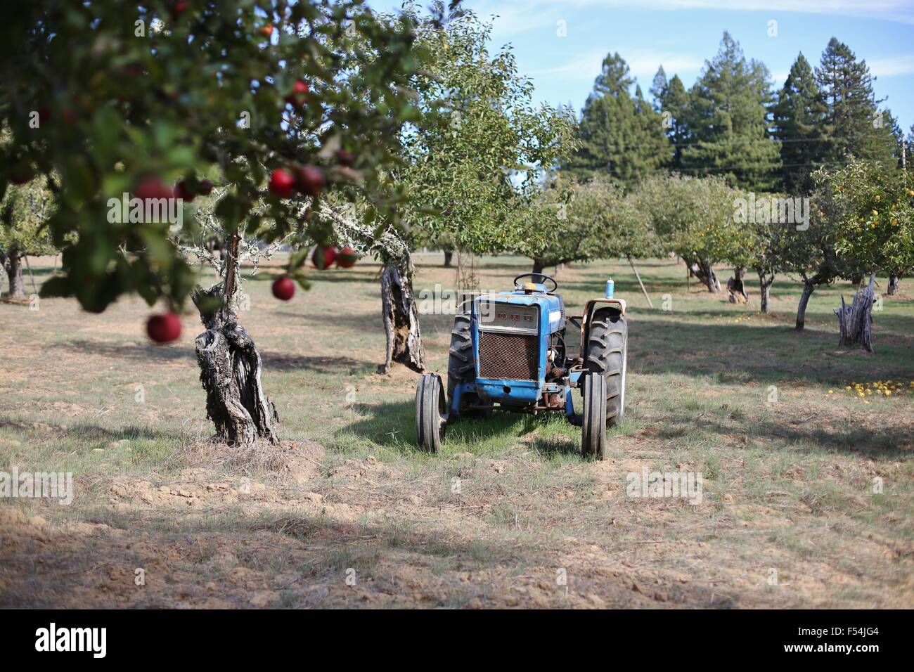 An old antique Ford tractor in an apple orchard Stock Photo - Alamy