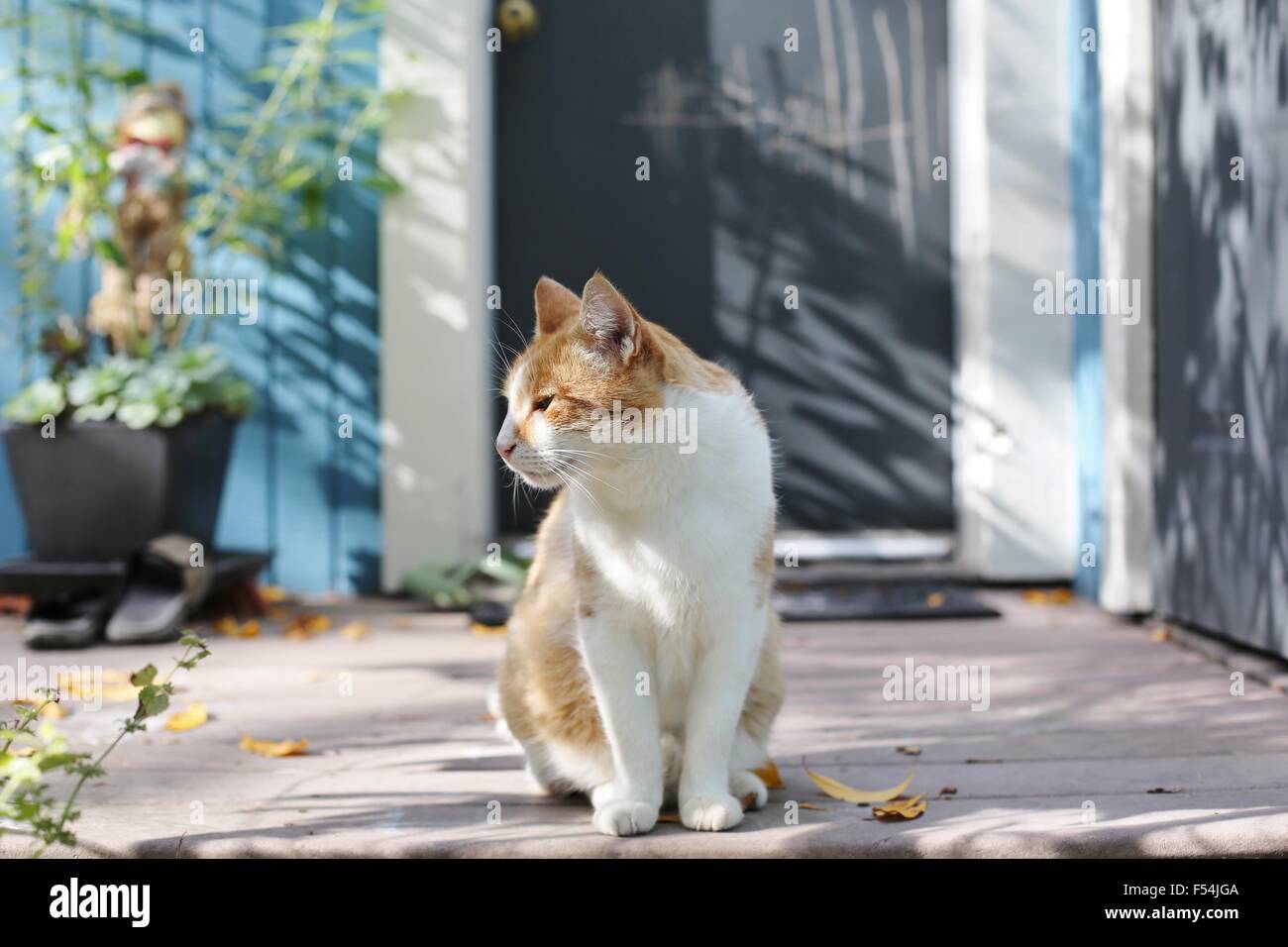 Cat deck hi-res stock photography and images - Alamy