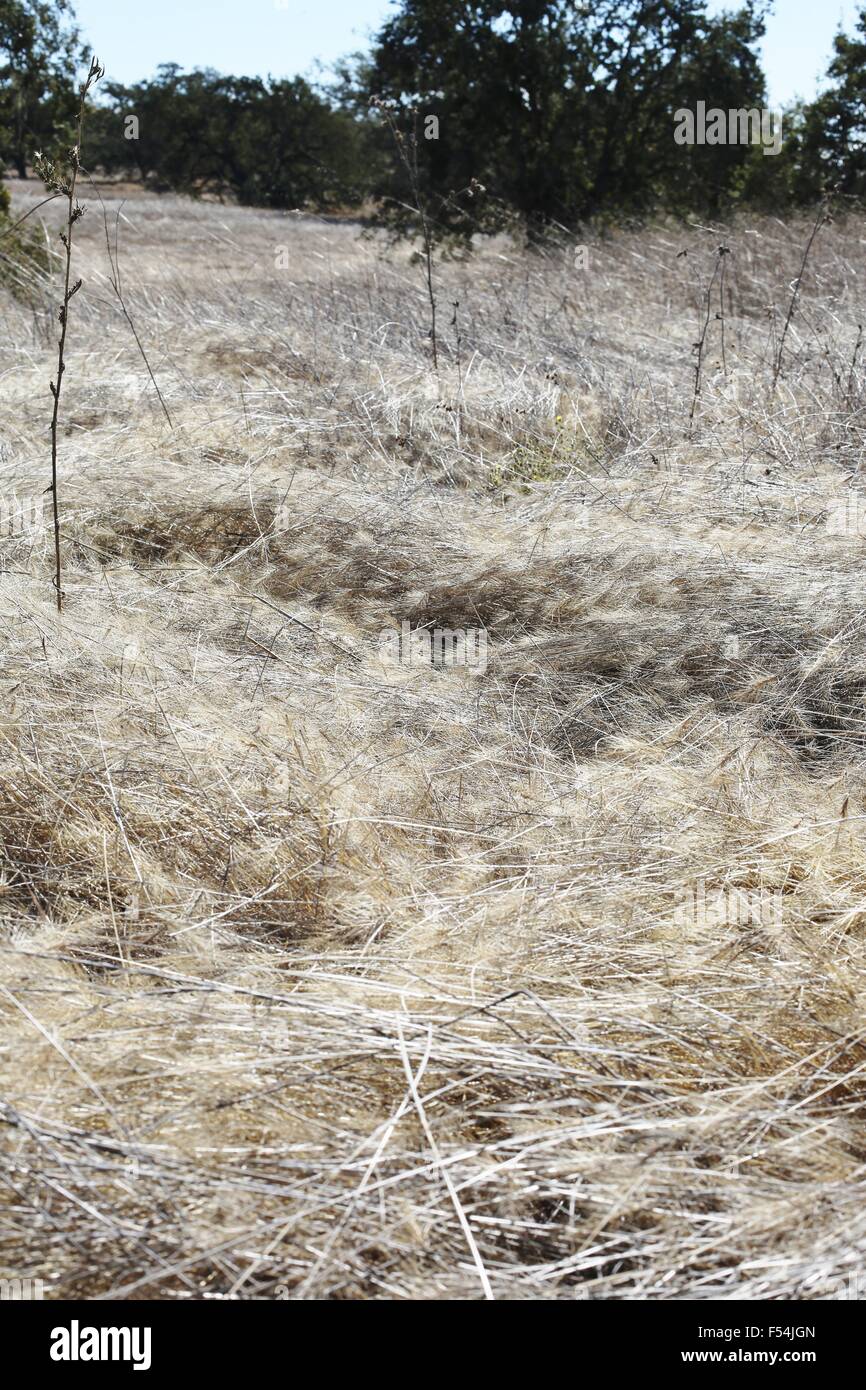 Dry grasses in a park in drought stricken northern California Stock ...