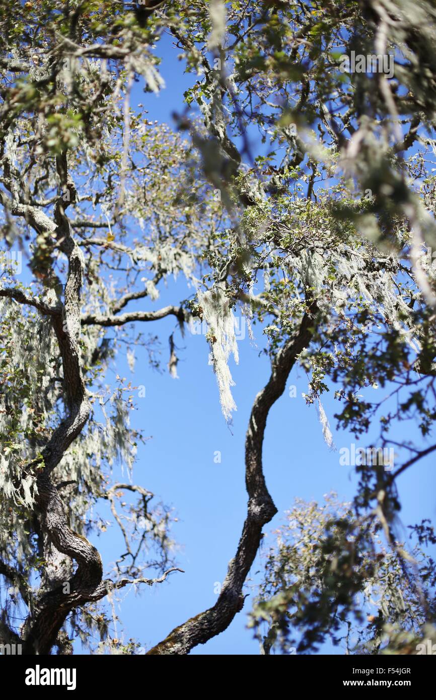 Moss hanging from an oak tree in northern California Stock Photo - Alamy
