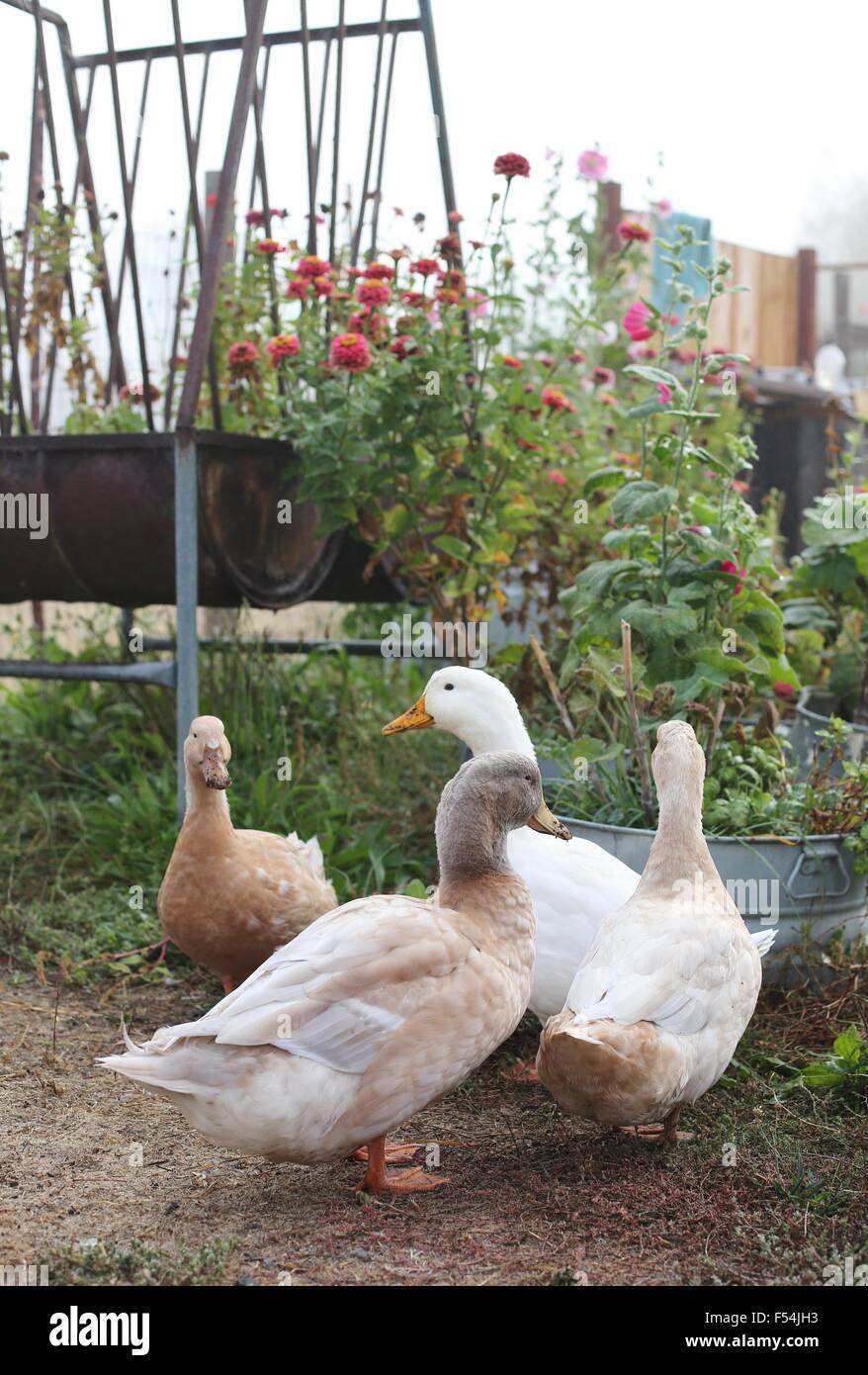 Four ducks standing in a flower garden Stock Photo - Alamy