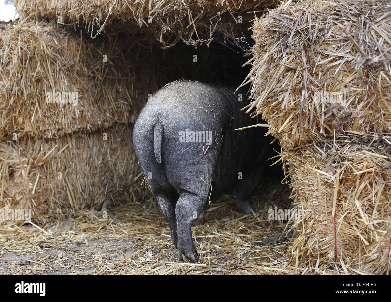 The rear end of a pig, going into a structure made of straw bales Stock ...