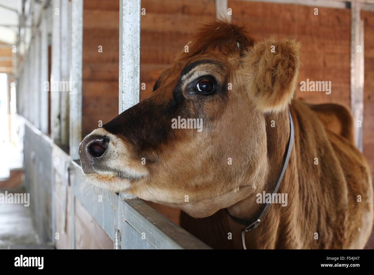 A jersey steer cow looking over a stall in a barn Stock Photo - Alamy