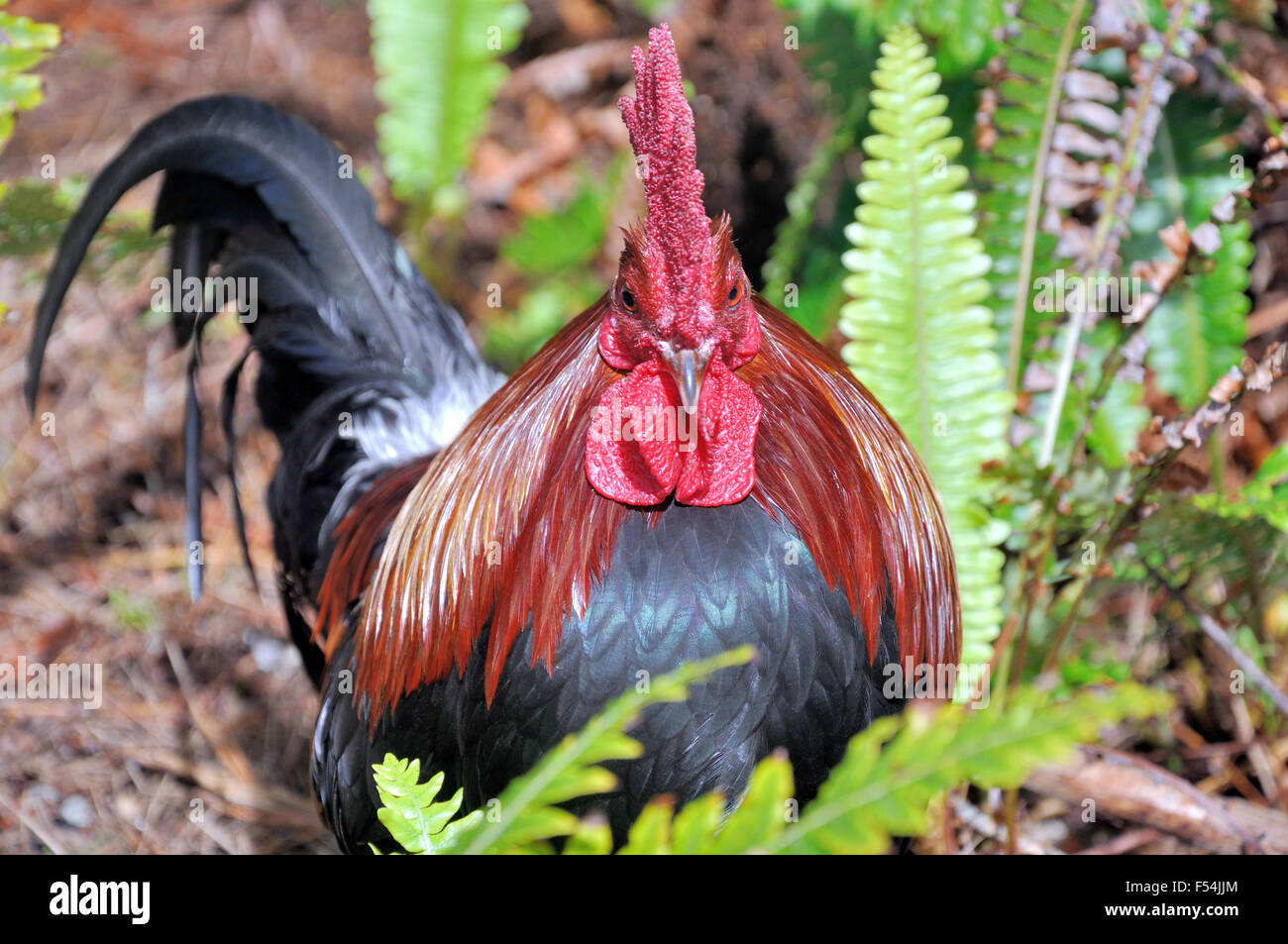 Hen sitting egg hi-res stock photography and images - Alamy
