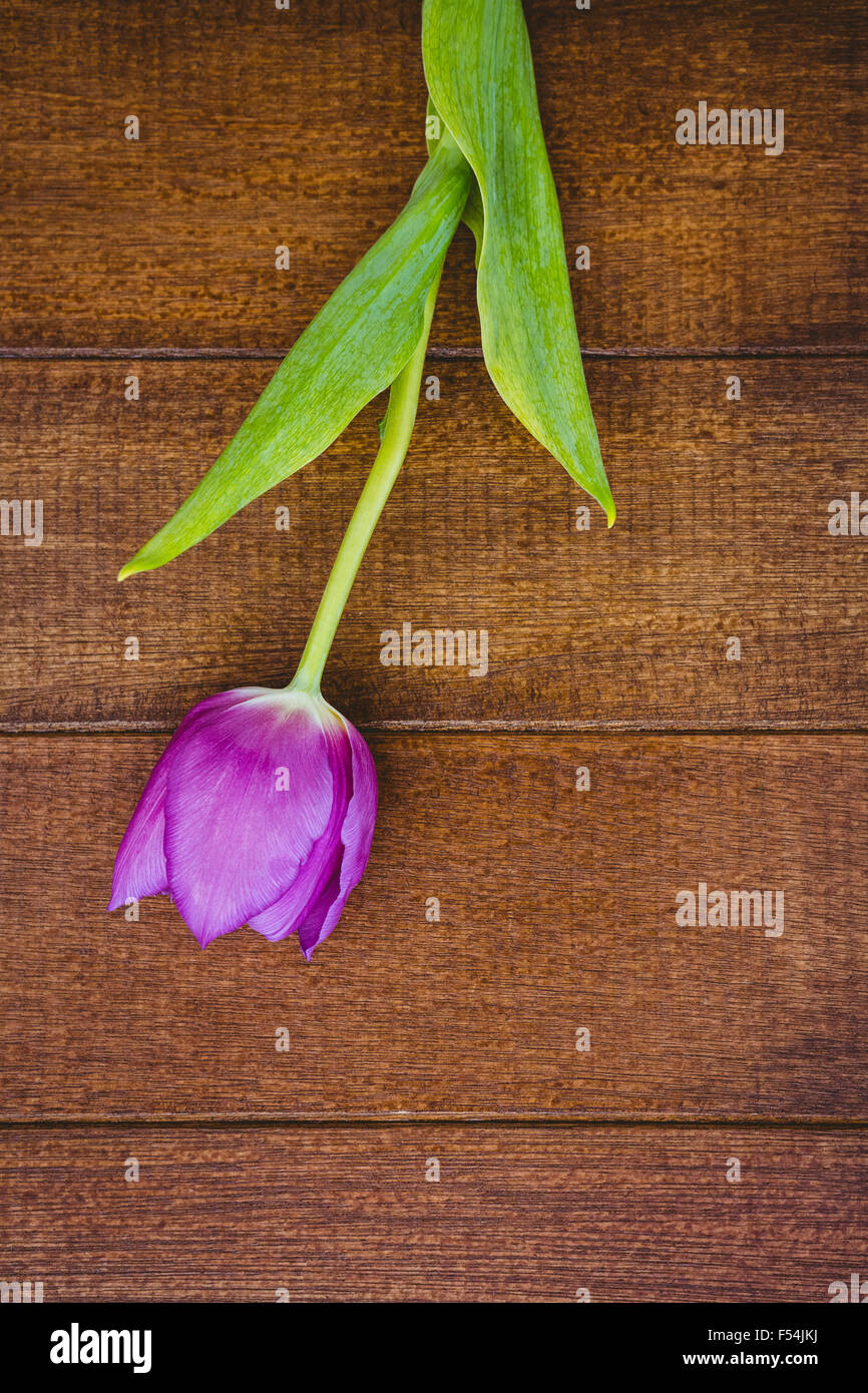 View of a beautiful purple flower Stock Photo - Alamy