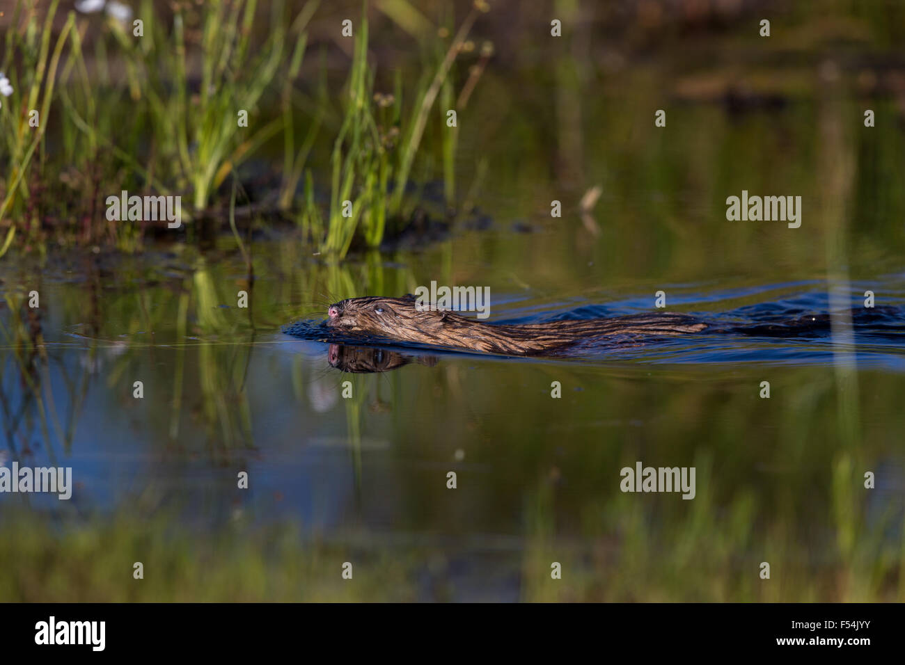Wisconsin muskrat hi-res stock photography and images - Alamy