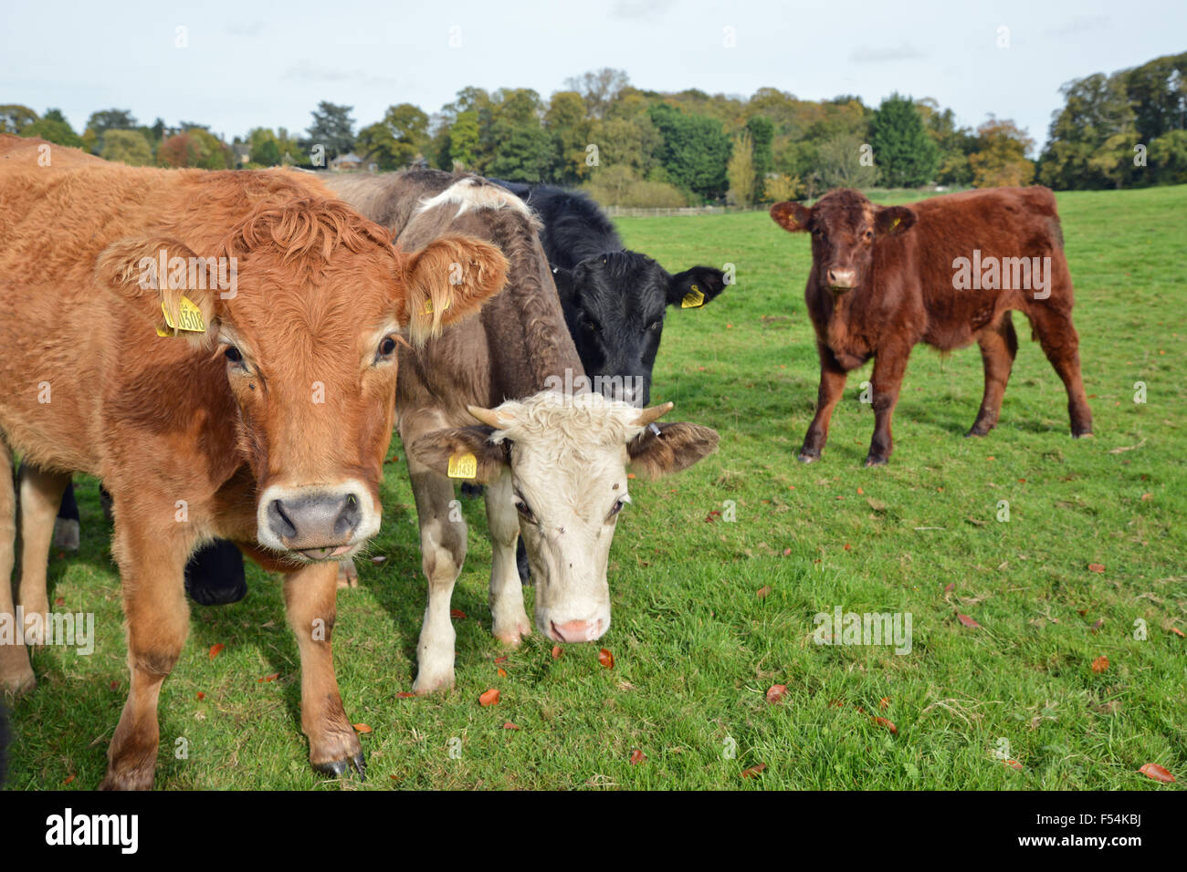 Farm animal closeups hi-res stock photography and images - Alamy