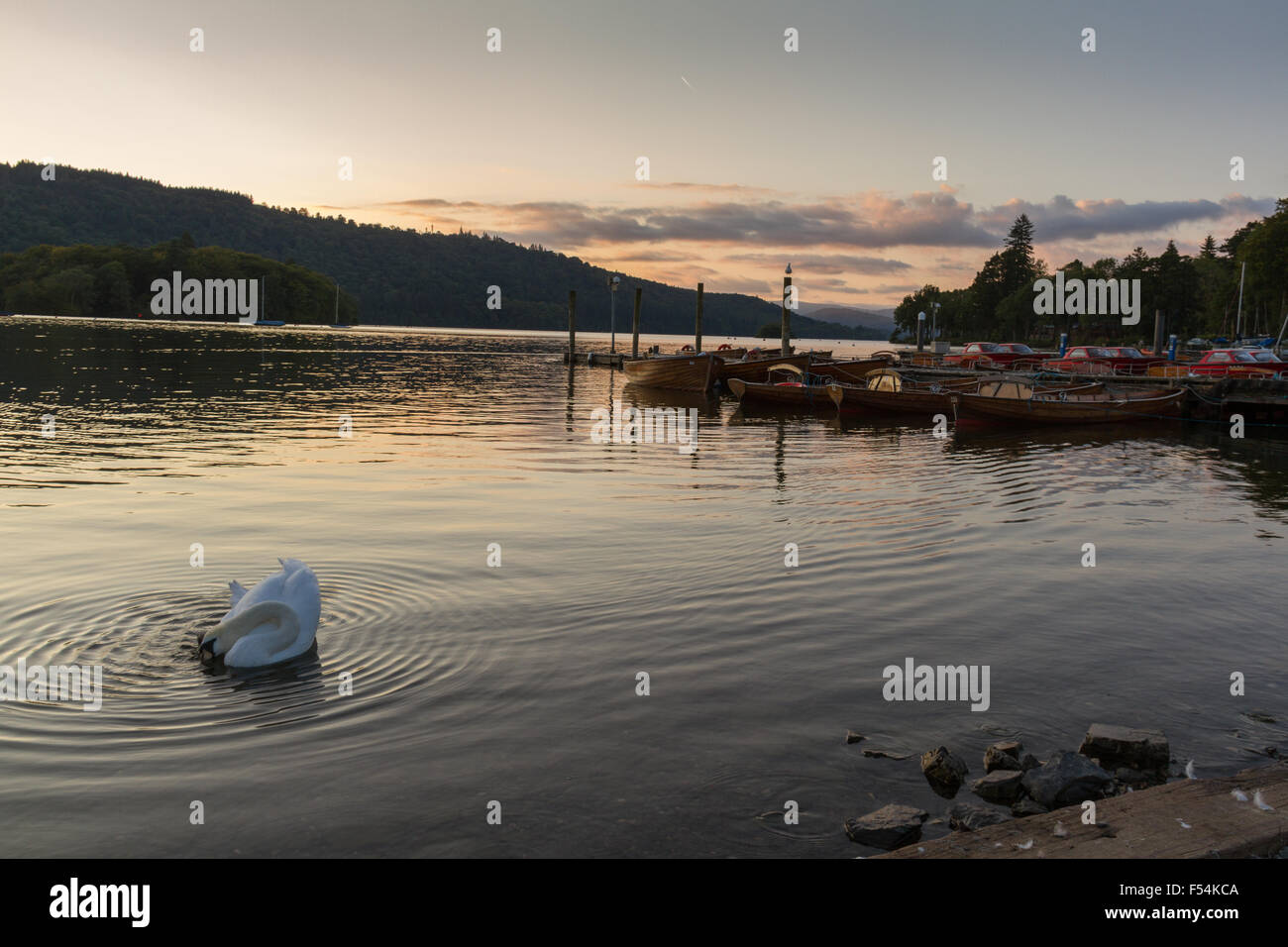 Romantic dusk scene of a beautiful mute swan in the foreground and ...