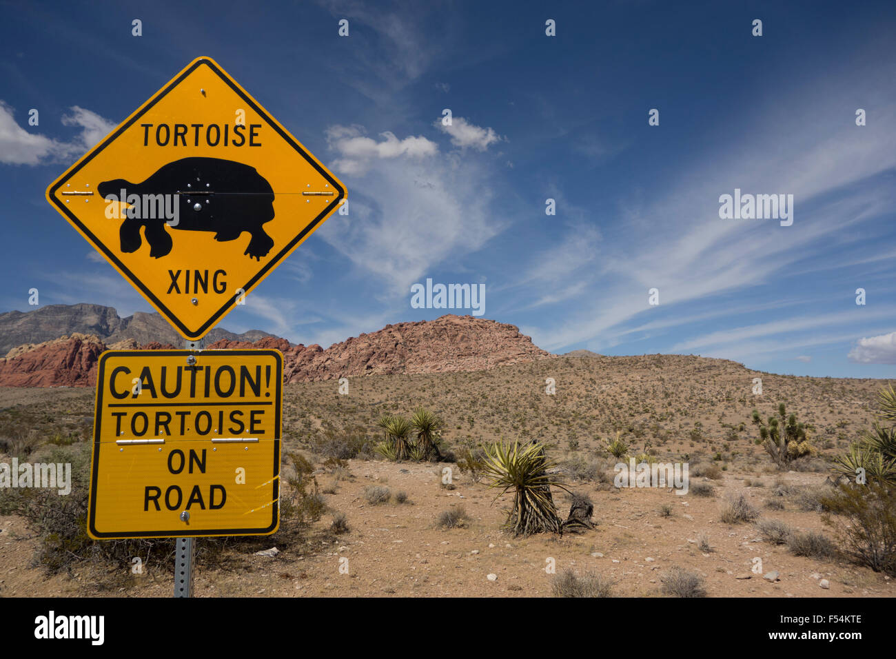 Mojave Desert Tortoise High Resolution Stock Photography and Images - Alamy