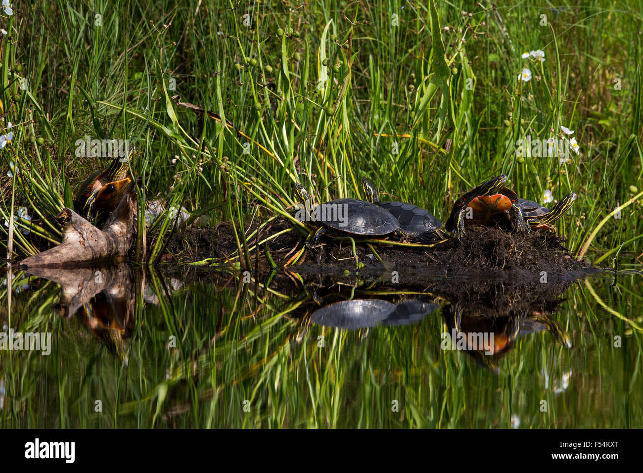 5 turtles hi-res stock photography and images - Alamy