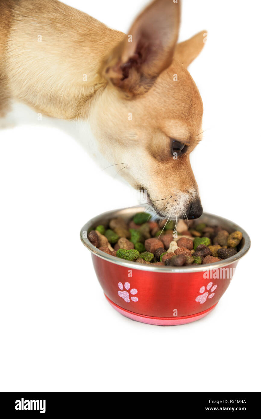 Cute dog eating from bowl Stock Photo - Alamy