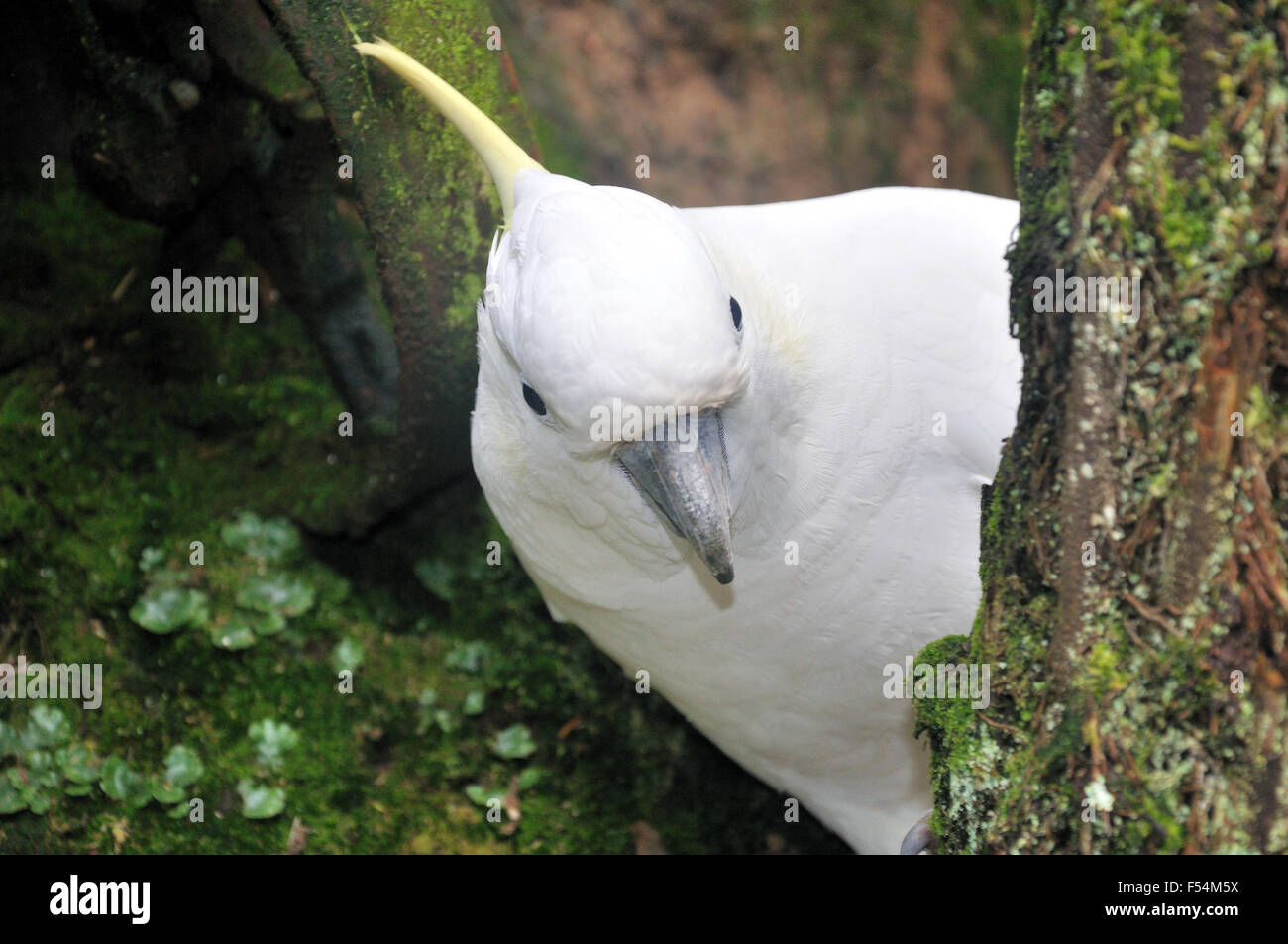 white cockatoo or cockatiel in natural habitat peering inquisitively ...