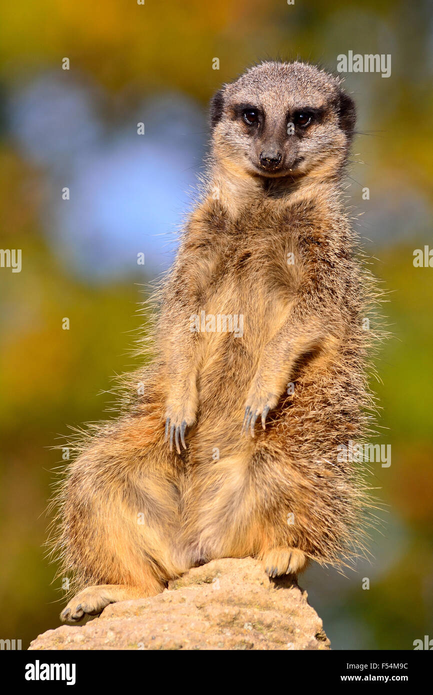 Smiling meerkat hi-res stock photography and images - Alamy