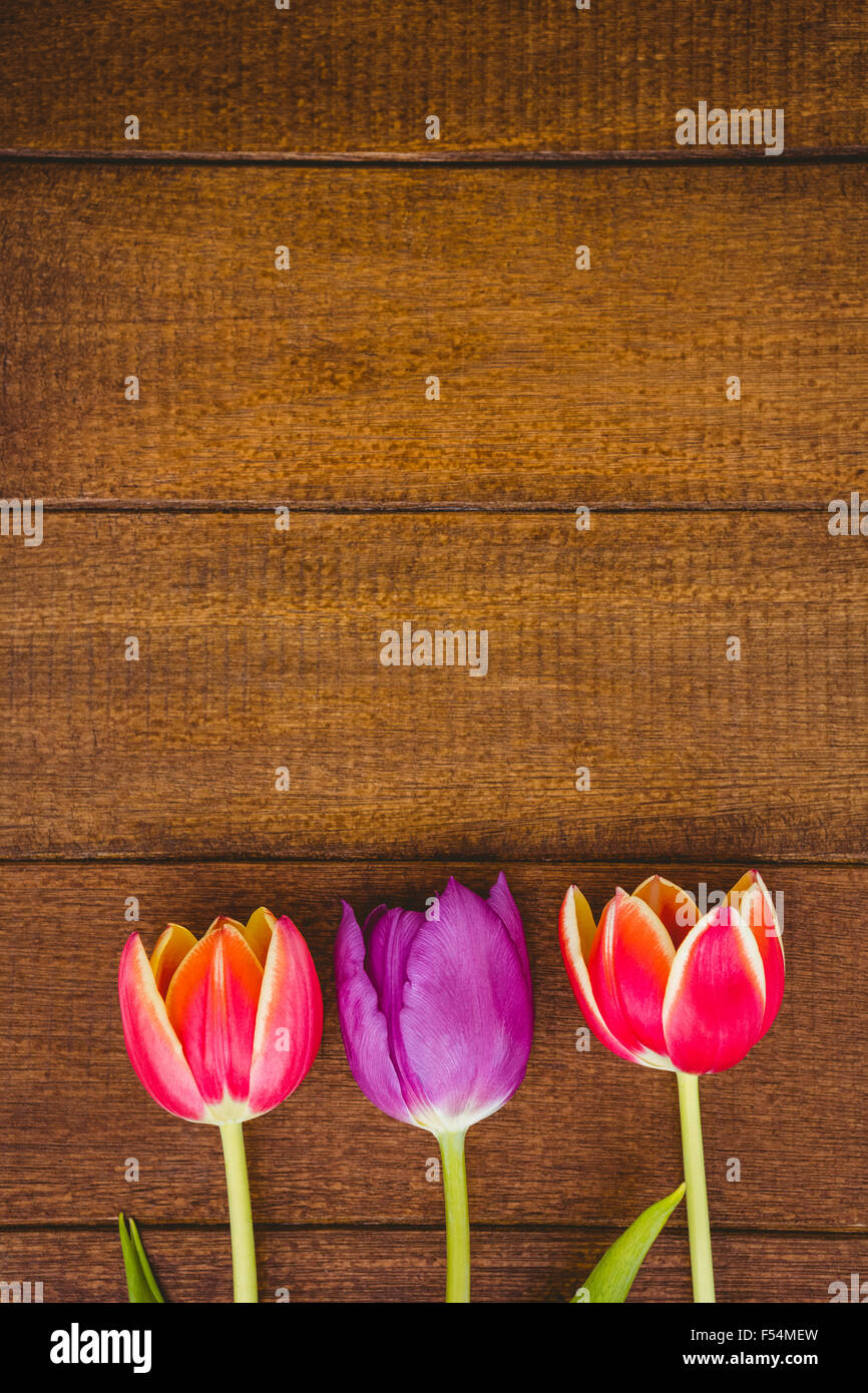 Purple and red flowers hi-res stock photography and images - Alamy