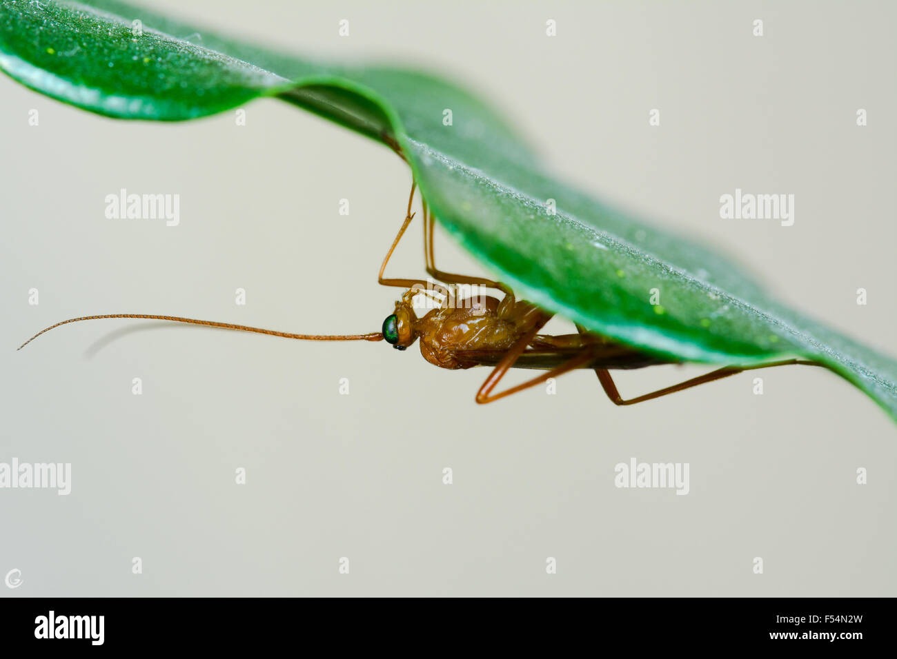 A Yellow Ophion Stock Photo - Alamy