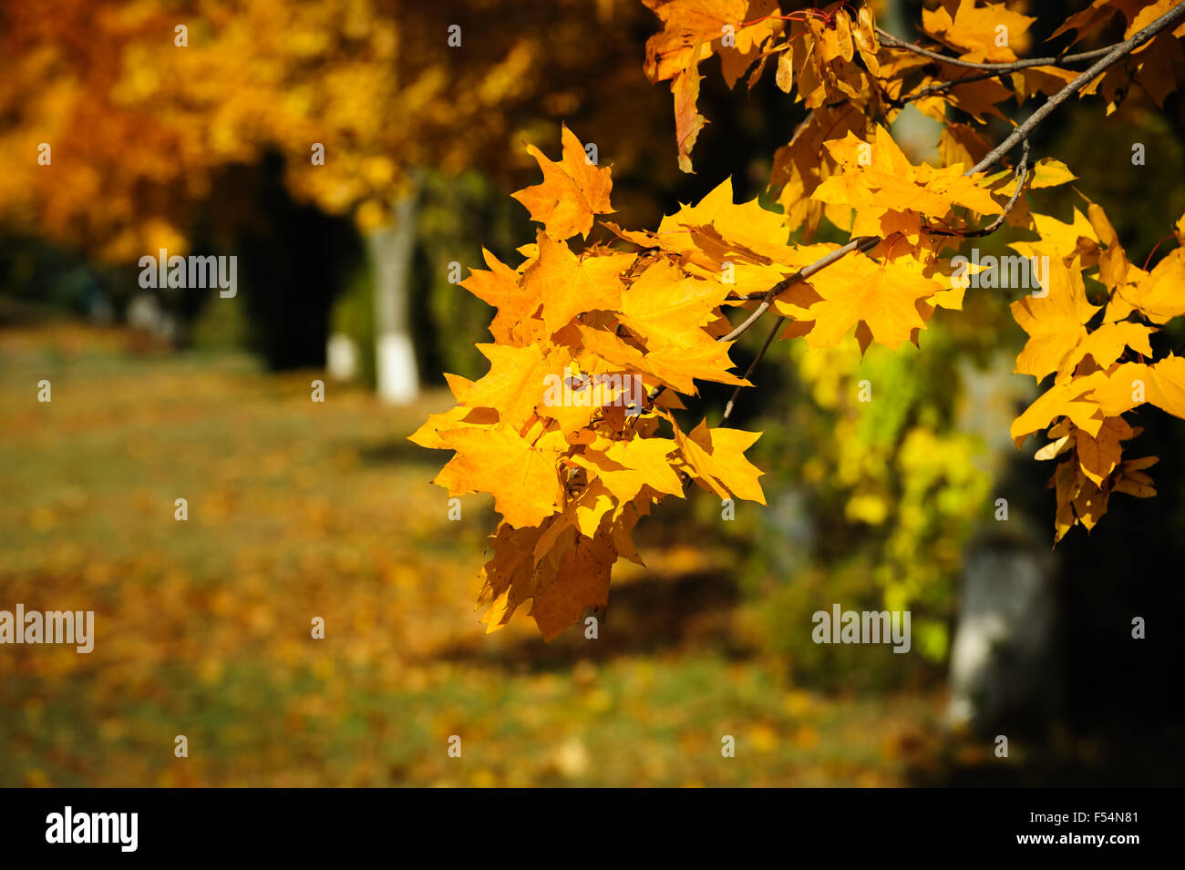 Tree branch with autumn leaves Stock Photo - Alamy