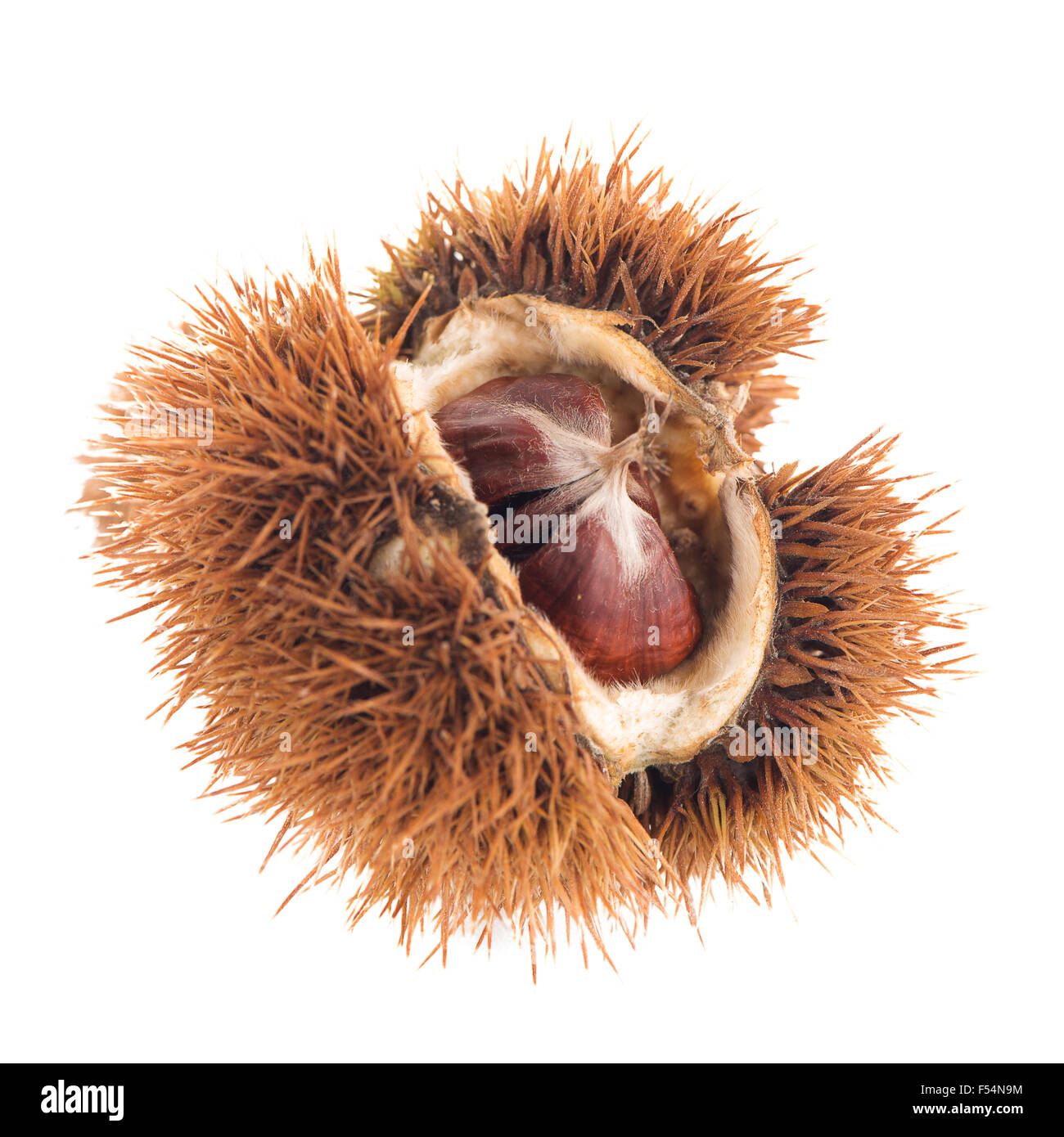 Chestnuts with shell isolated on white background Stock Photo - Alamy