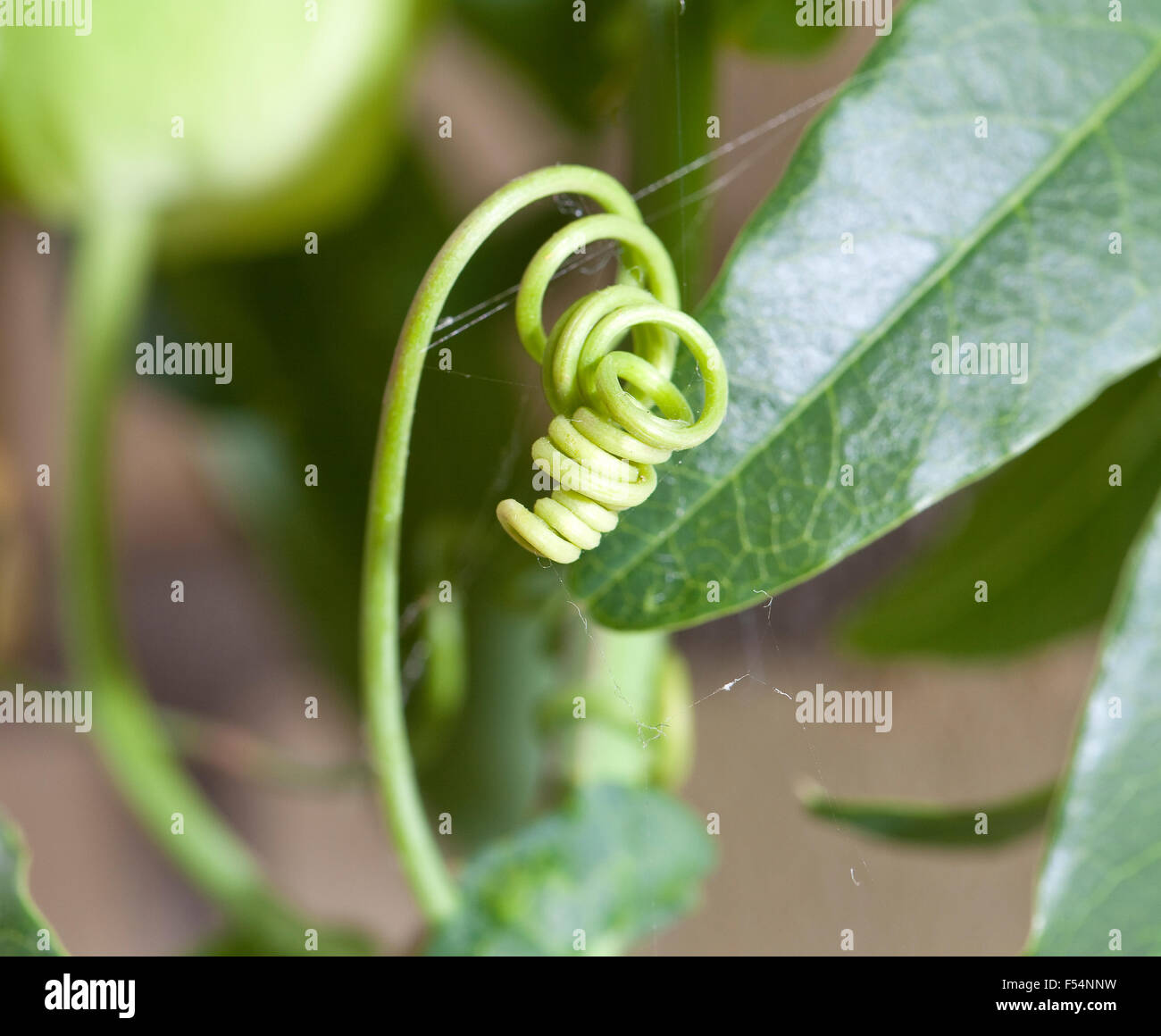 Curled leaf vines hi-res stock photography and images - Alamy