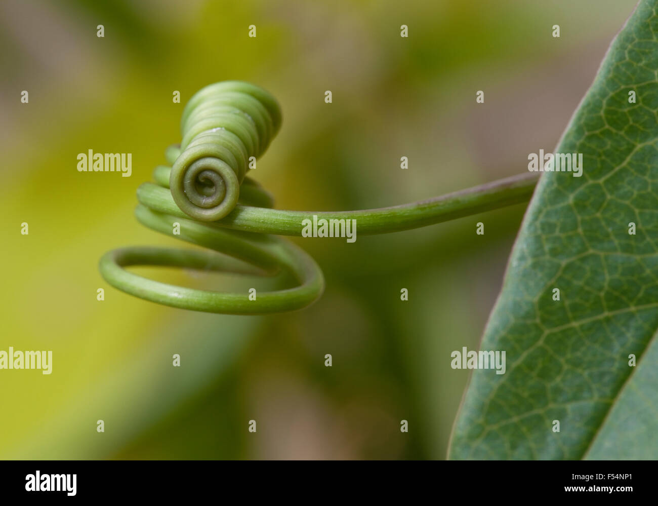 Tightly wound spring hi-res stock photography and images - Alamy