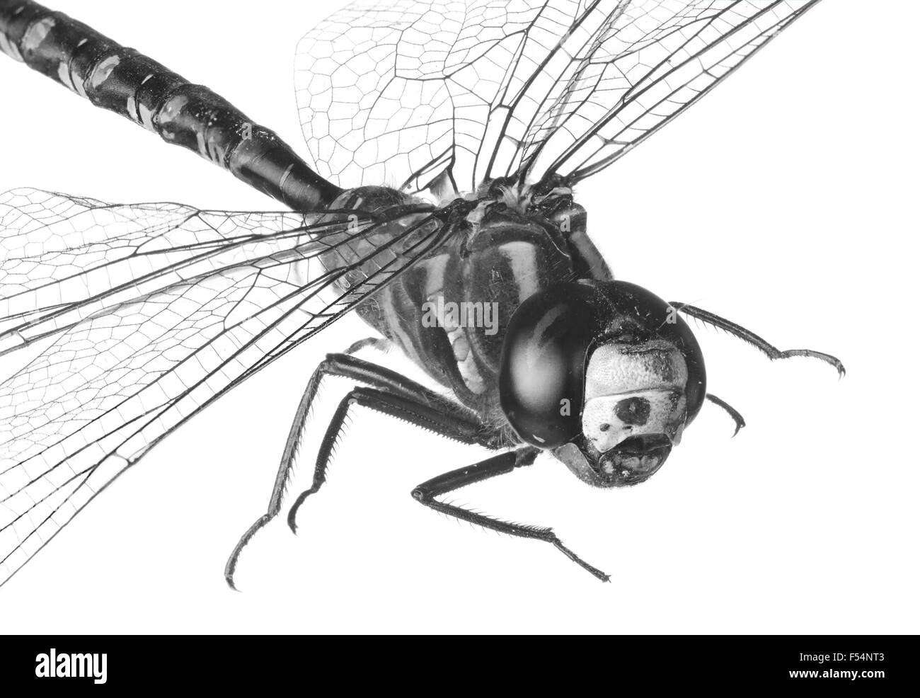 Dragonfly Face High Resolution Stock Photography and Images - Alamy