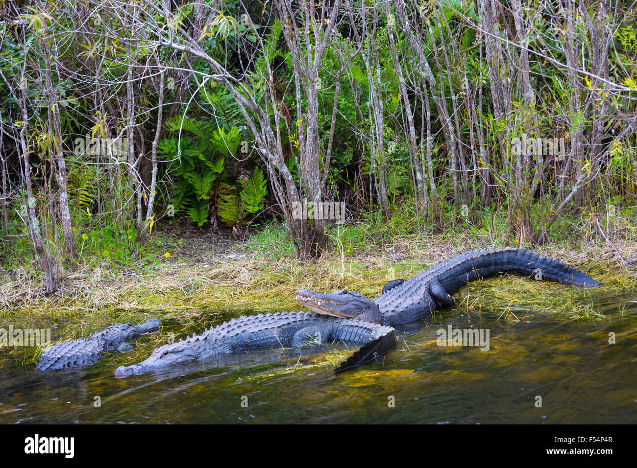 Group of American alligators cosying up basking by a swamp and chilling ...
