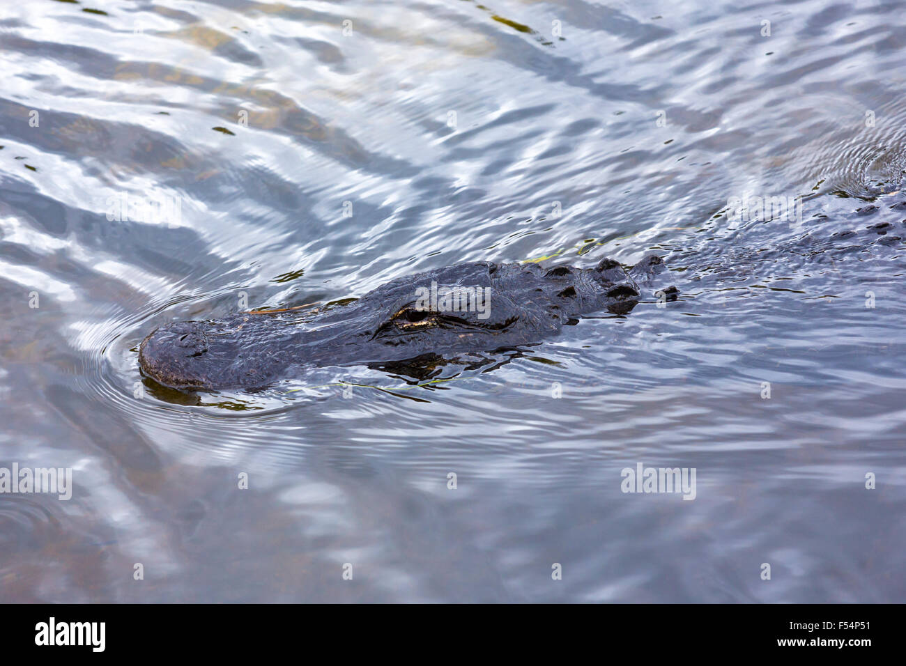 American alligator swimming hi-res stock photography and images - Alamy
