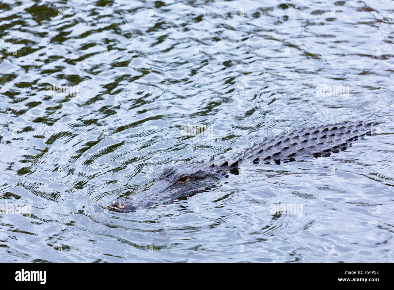 American alligator swimming in river in the Florida Everglades, United ...