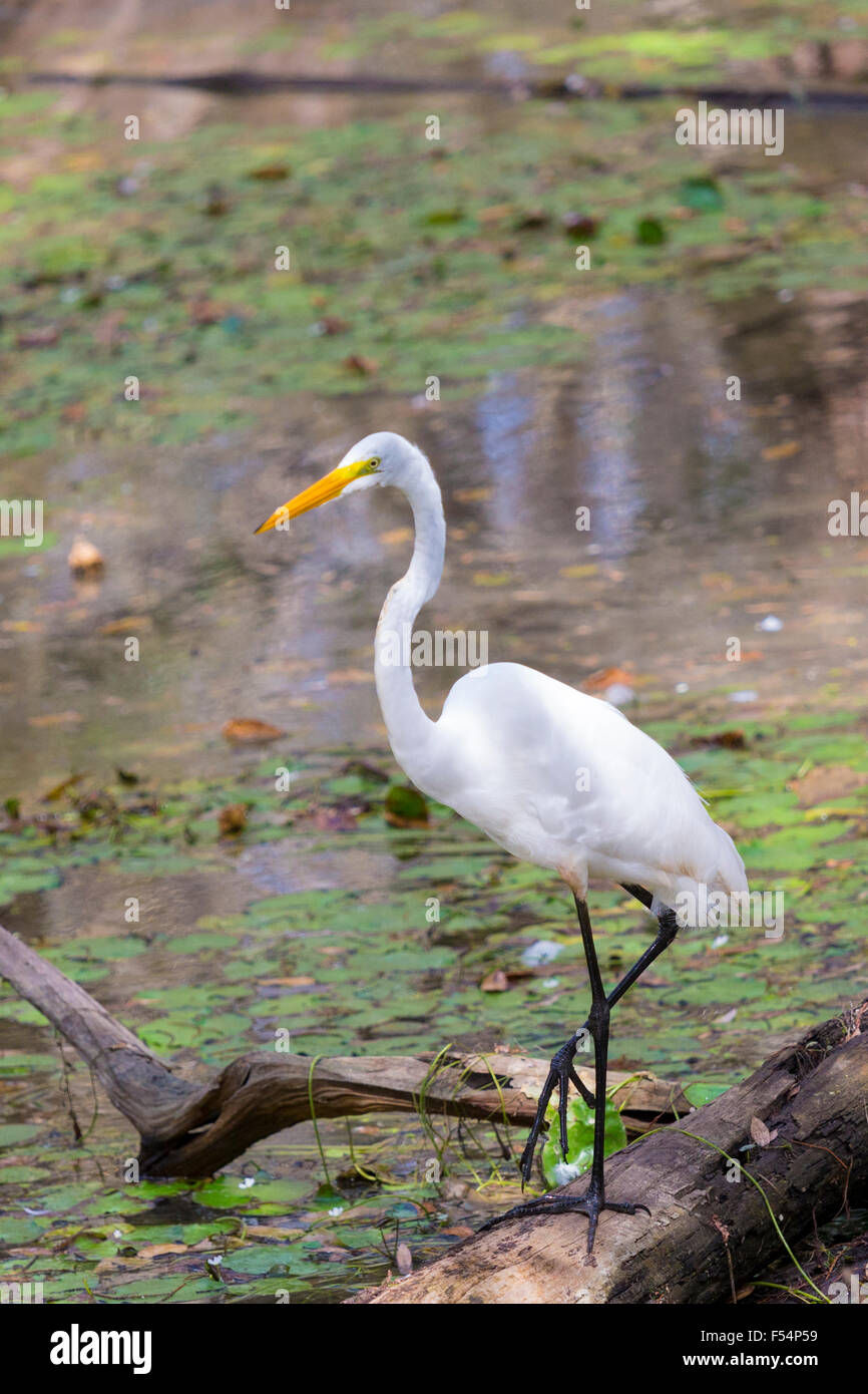 Long-legged Great Egret bird, Ardea alba, standing on one leg over ...