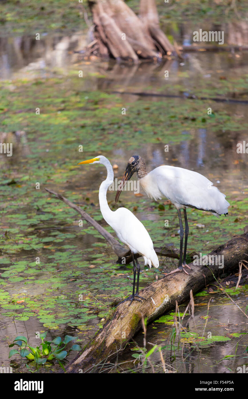 Great Egret and rare Wood Stork, Mycteria americana, standing together ...