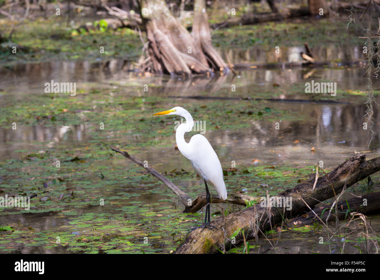 Great Egret in wetlands swamp in the Florida Everglades, United States ...