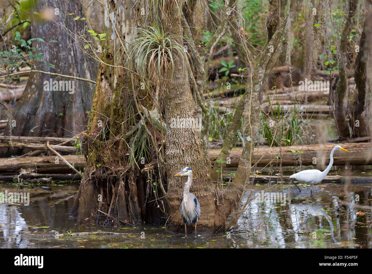 Great Egret and Heron standing together in a swamp in the Florida ...