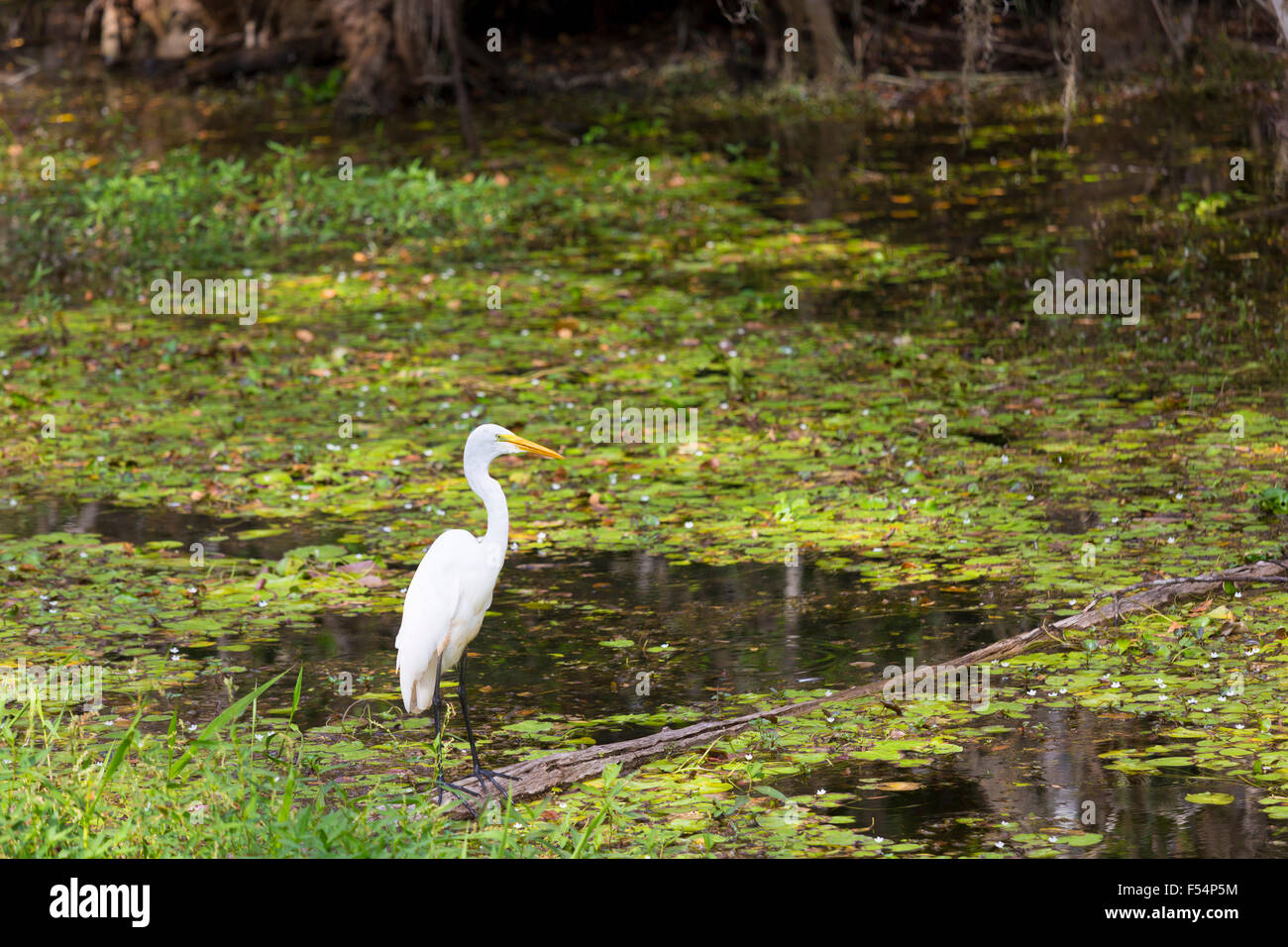 Great Egret in wetlands swamp in the Florida Everglades, United States ...