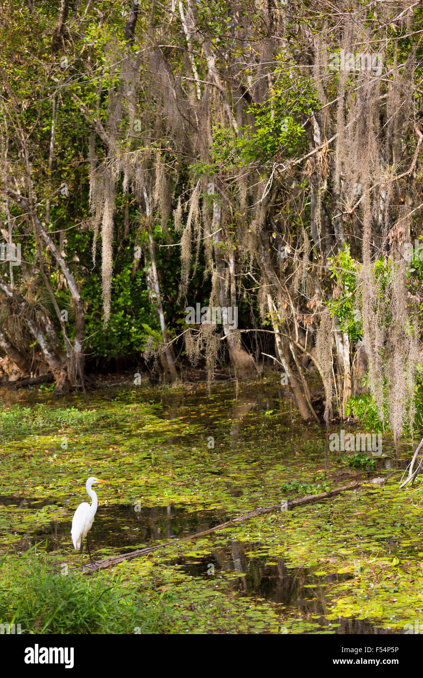 Great Egret in wetlands swamp in the Florida Everglades, United States ...
