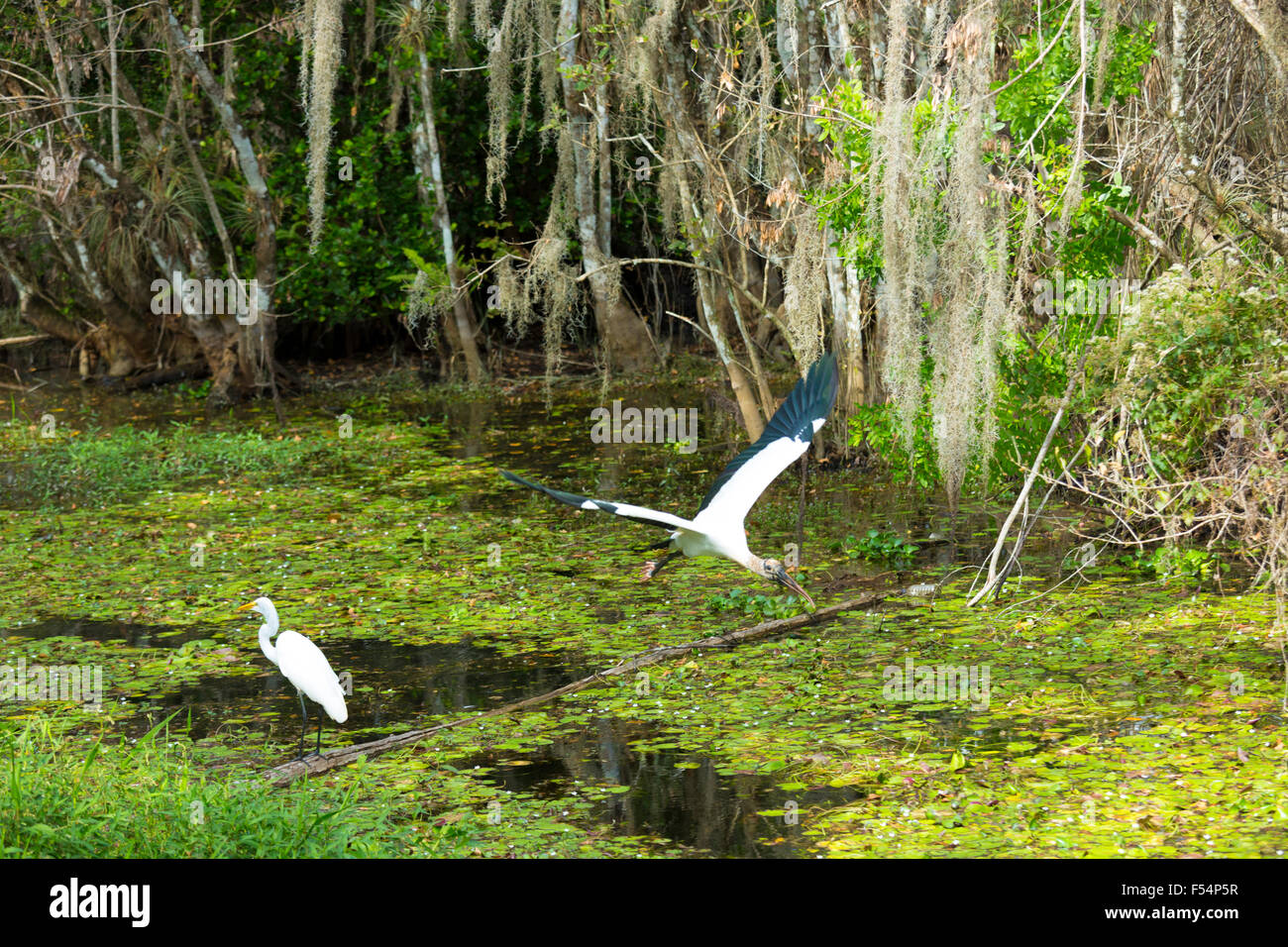 Great egret standing hi-res stock photography and images - Alamy