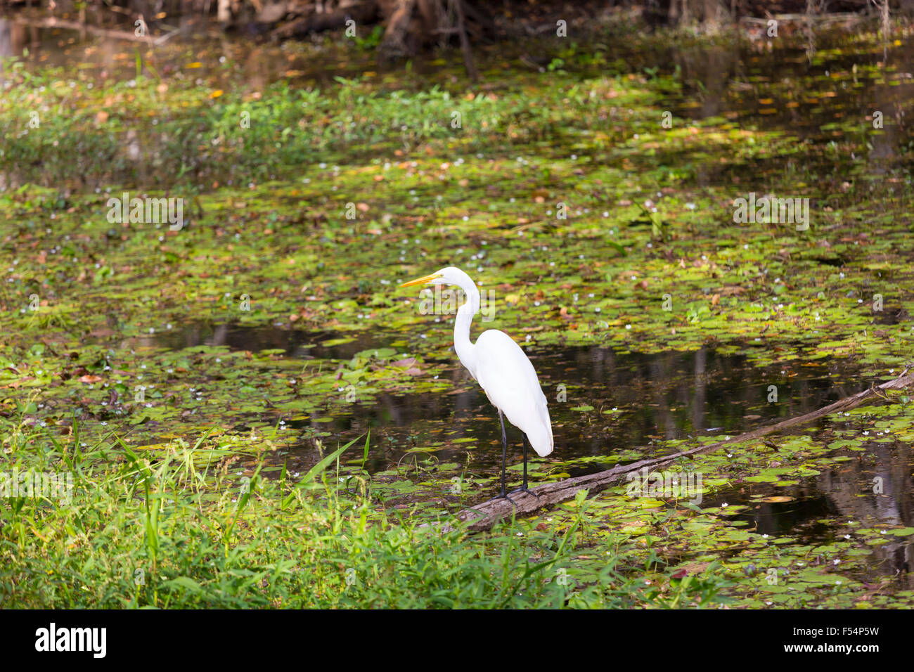 Great Egret in wetlands swamp in the Florida Everglades, United States ...